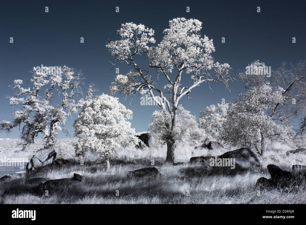 Infrared photograph of oak trees Stock Photo - Alamy