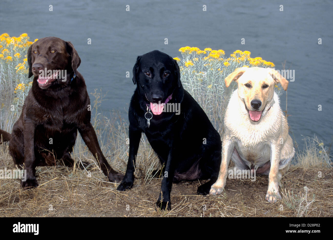 Black, yellow, and chocolate Labrador retrievers Stock Photo - Alamy