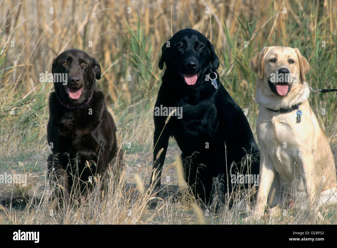 Labrador retrievers three color phases hi-res stock photography and ...