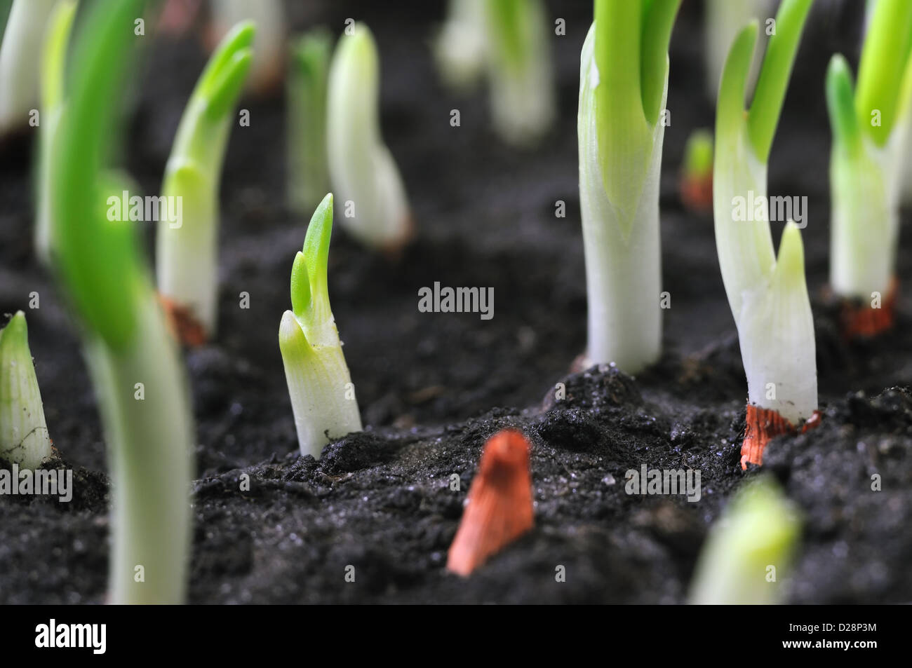 growing sprouts of green onion Stock Photo - Alamy