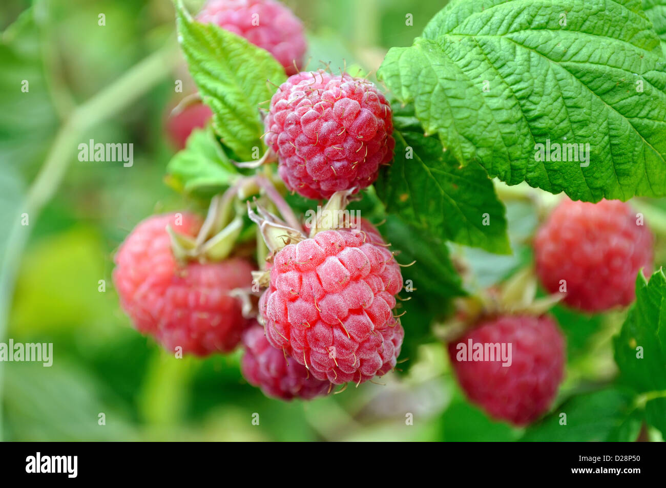 close-up of ripe raspberry Stock Photo - Alamy
