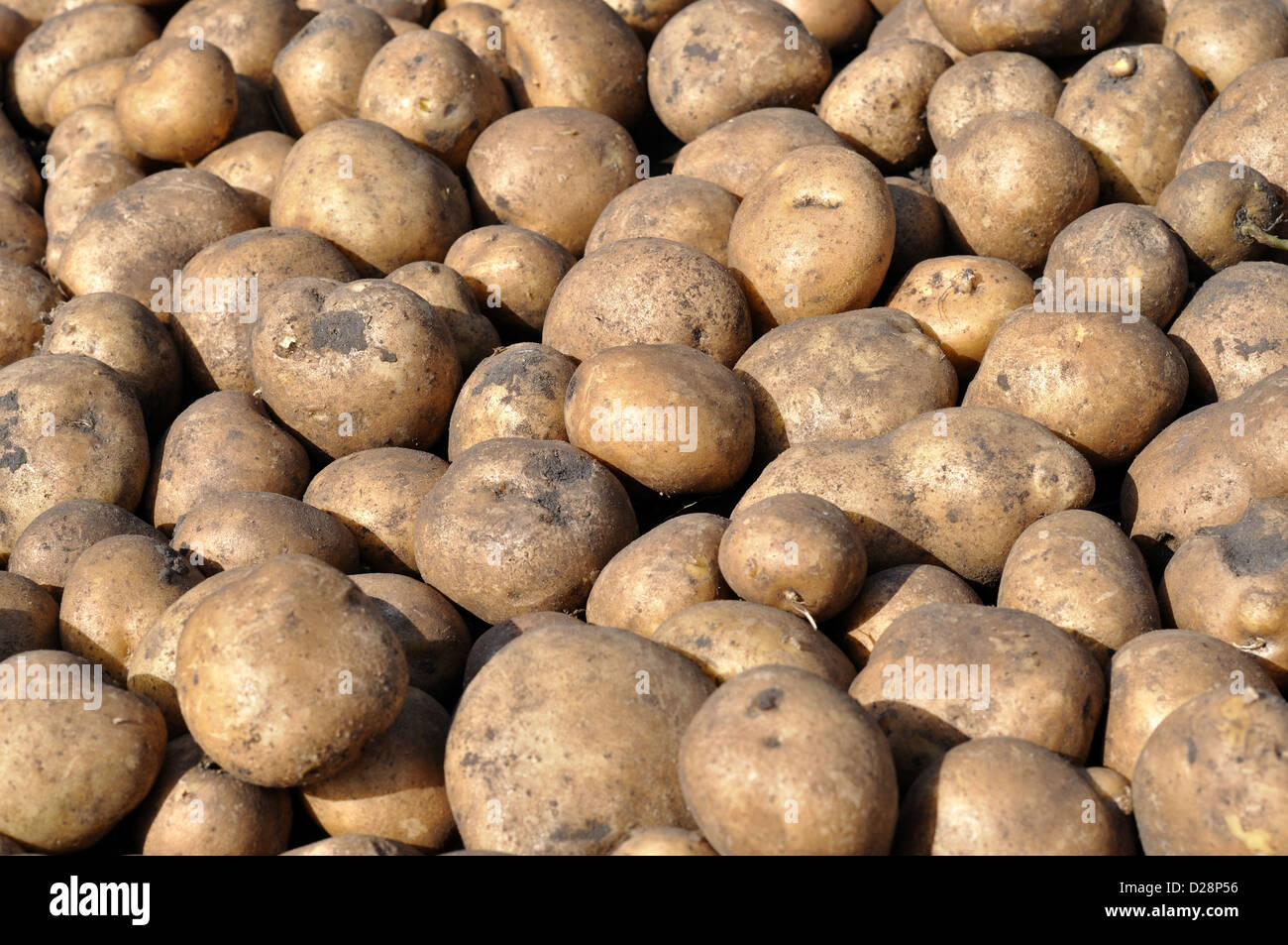 the stack of fresh harvested potato Stock Photo - Alamy