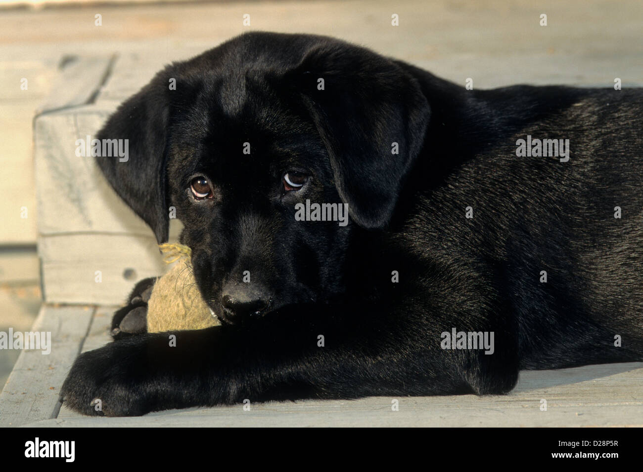 Black Labrador Puppies 2 Months