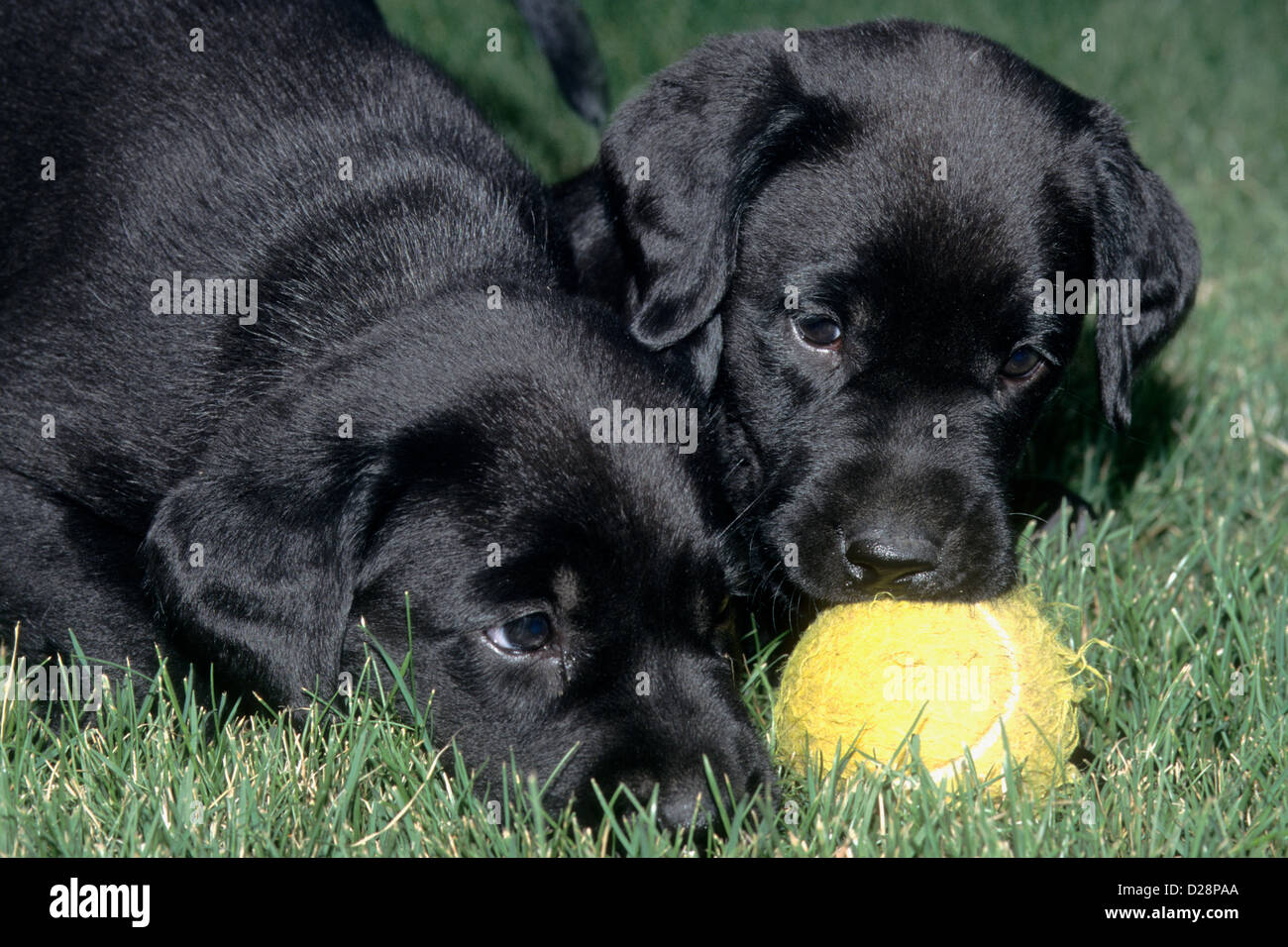 Black lab puppies chewing on ball hi-res stock photography and images ...