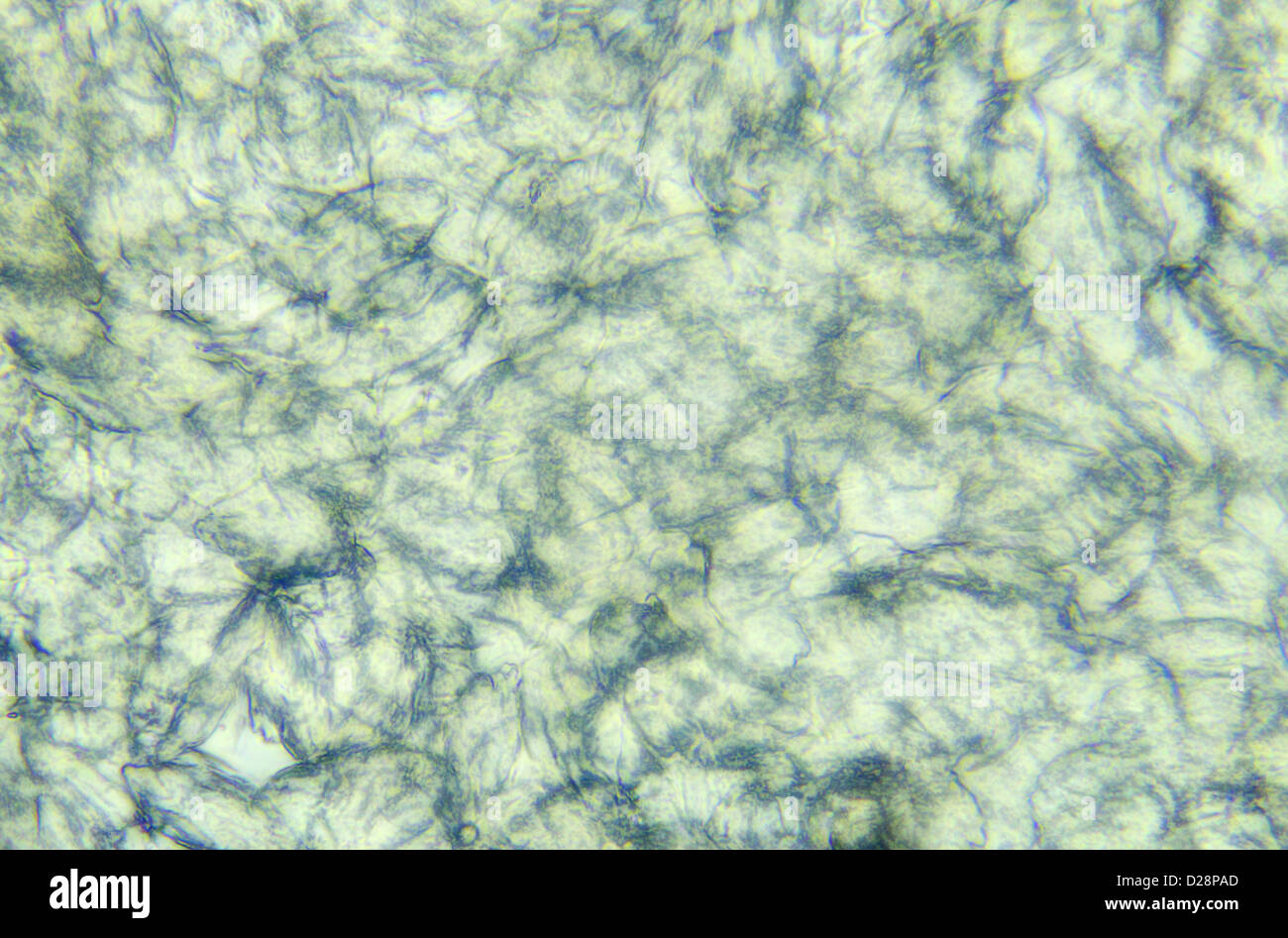 Skin under the microscope, background Stock Photo - Alamy
