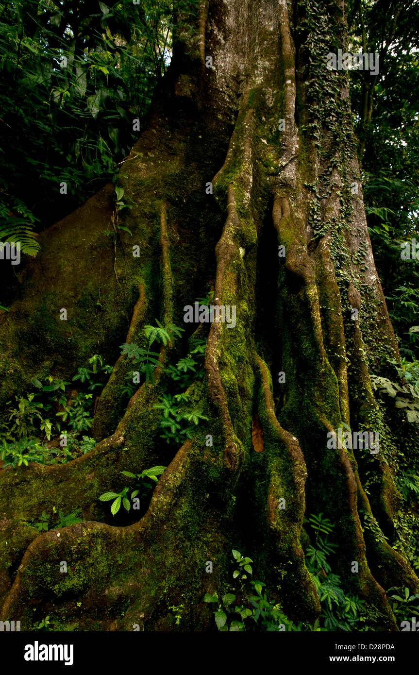 green leaves of bayan tree root Stock Photo - Alamy
