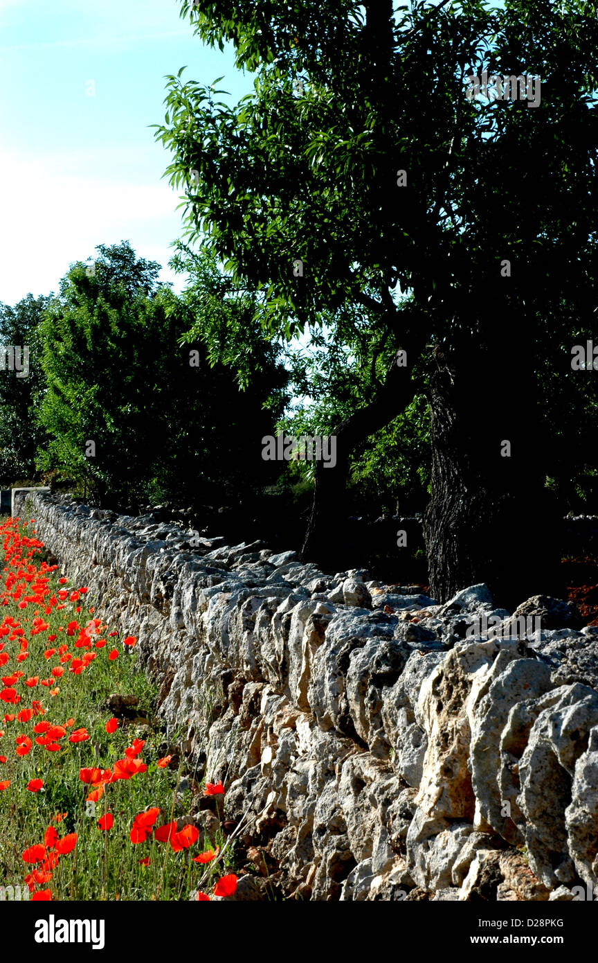 Tradtional stone wall separating almonds trree orchard from road, with ...