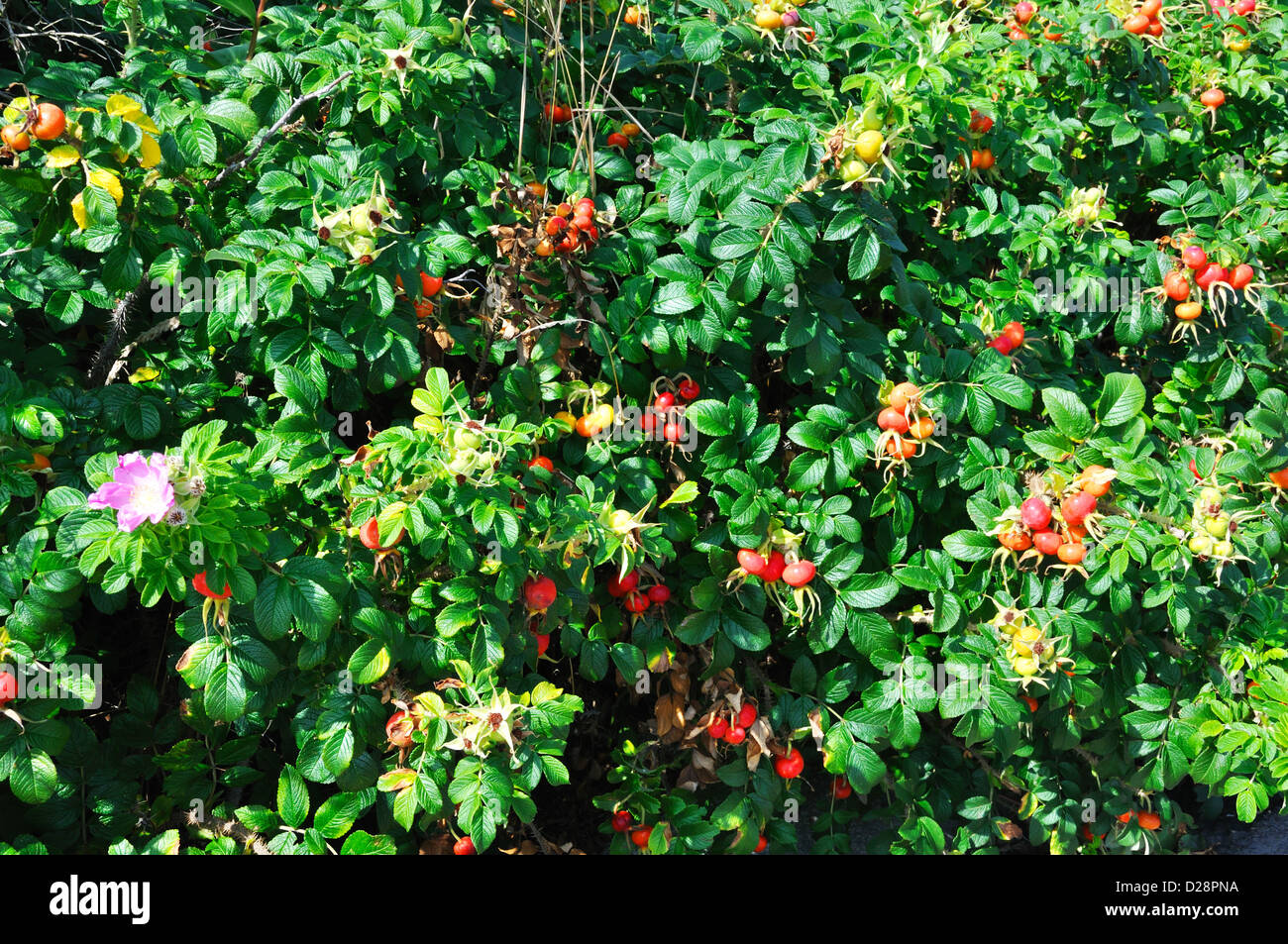 Rose hips bush on Cape Cod, Massachusetts, USA Stock Photo - Alamy