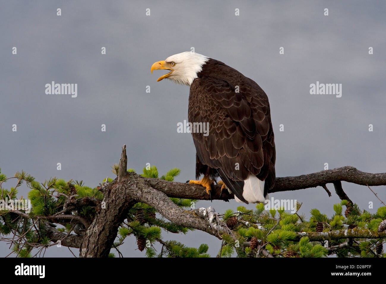 Bald Eagle (Haliaeetus leucocephalus) perched on branch of a Douglas ...
