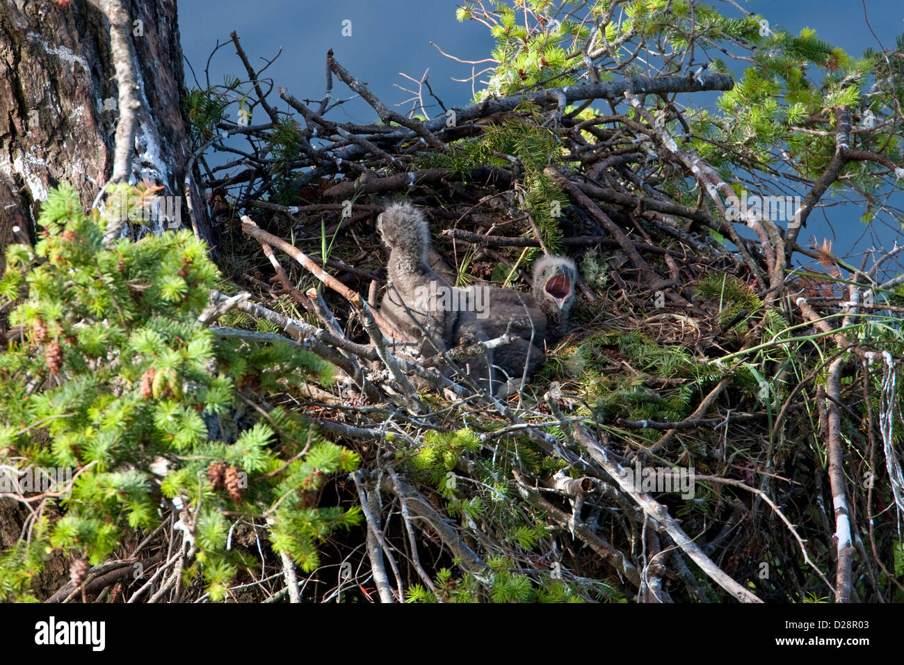 Bald Eagle (Haliaeetus leucocephalus) two eaglets alone on nest in ...