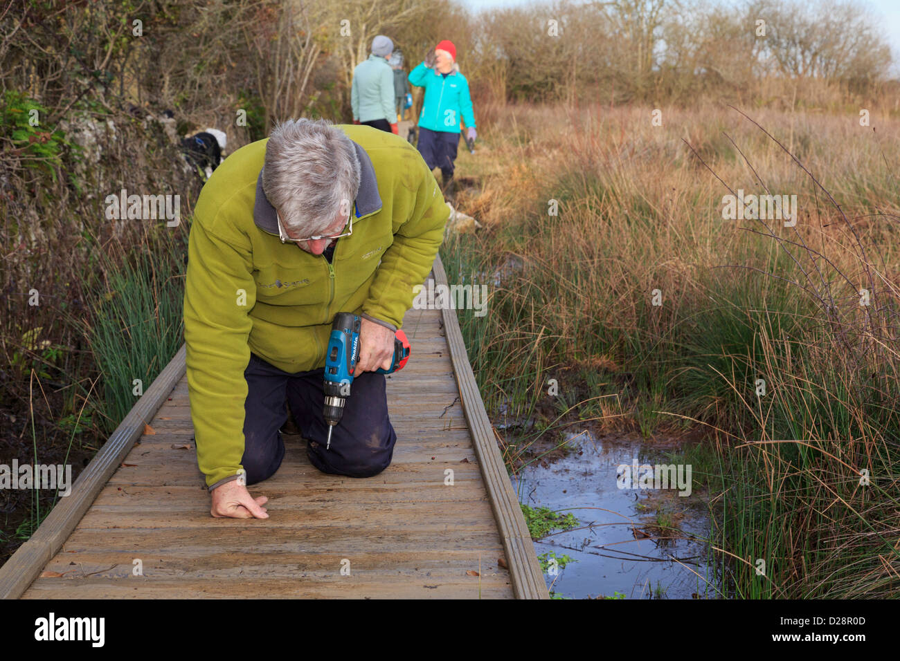 Ramblers footpath volunteer working building a boardwalk over boggy fen ...