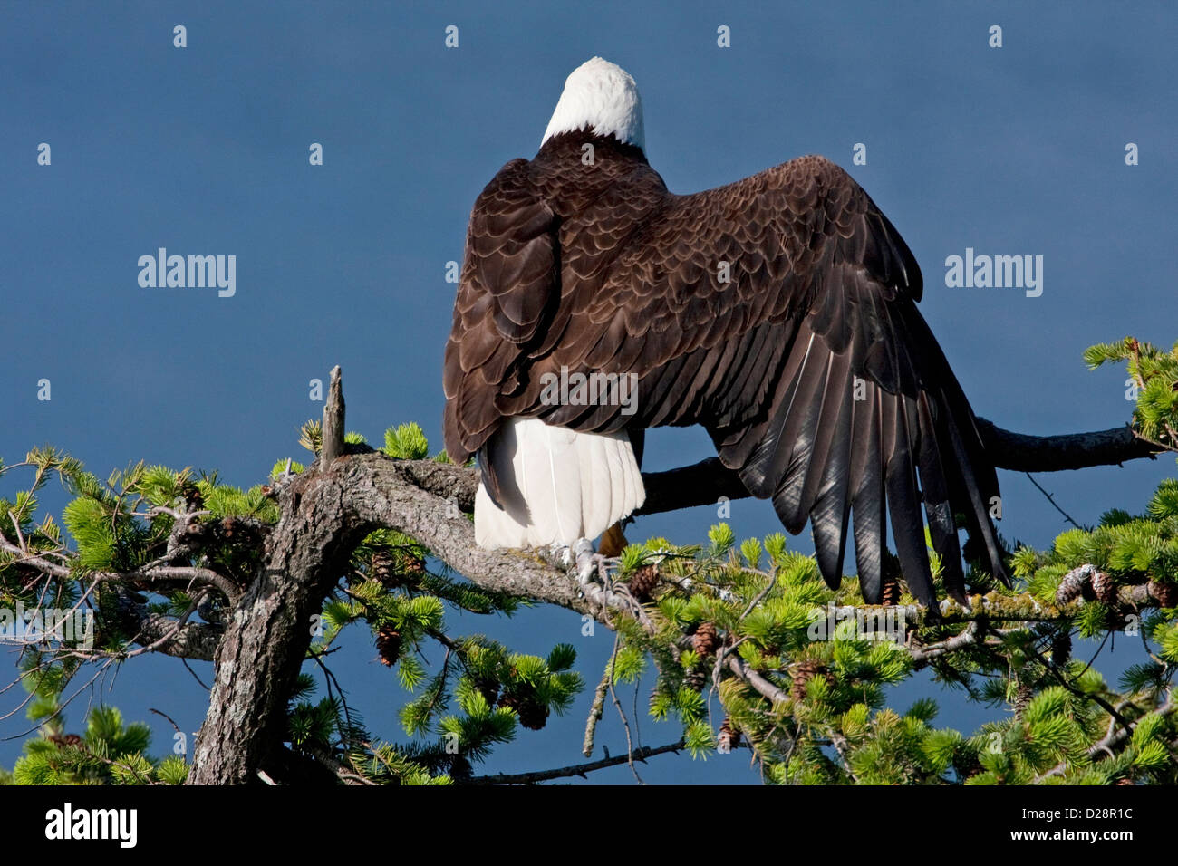 Bald eagle stretching wing on hi-res stock photography and images - Alamy