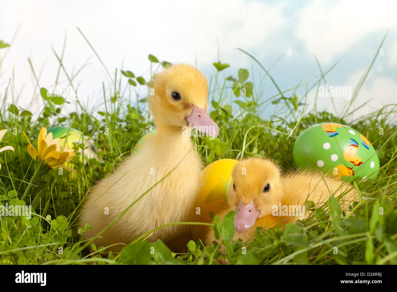 Two adorable yellow easter ducklings in grass with colorful easter eggs ...
