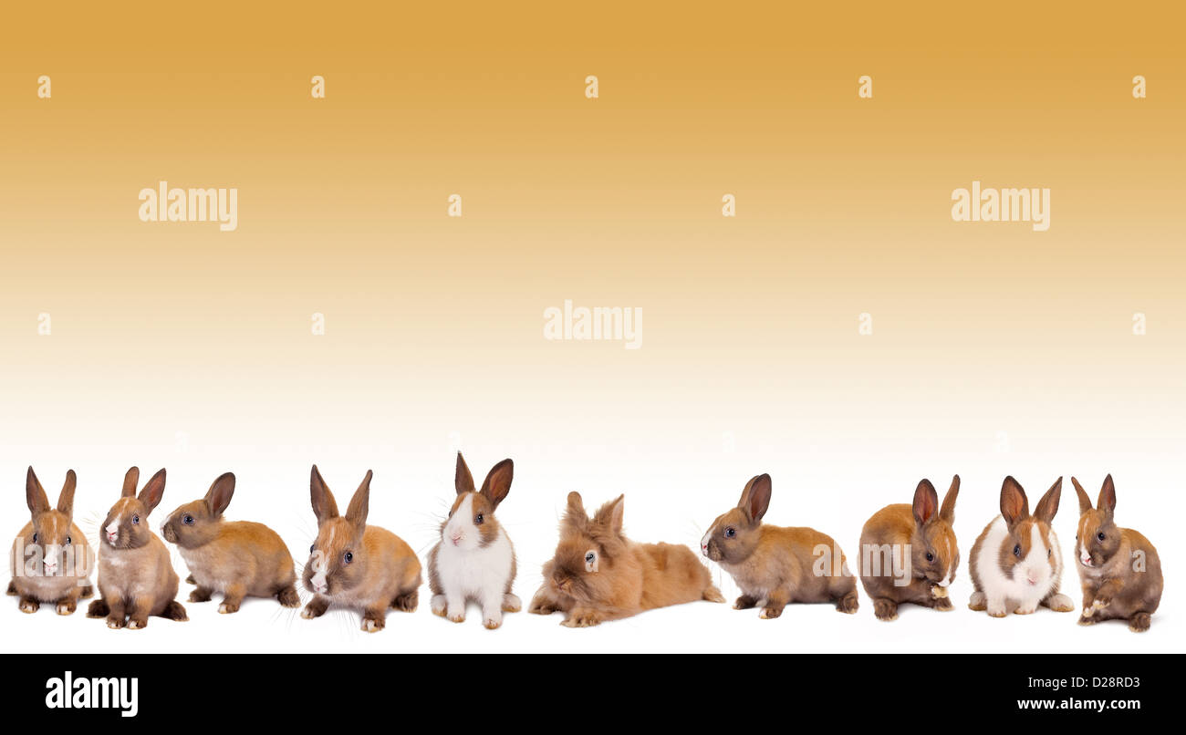 Bunny border hi-res stock photography and images - Alamy