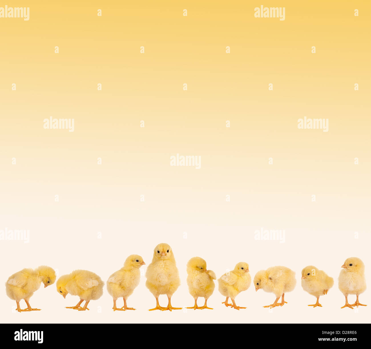 Border frame made of isolated easter chicks Stock Photo - Alamy