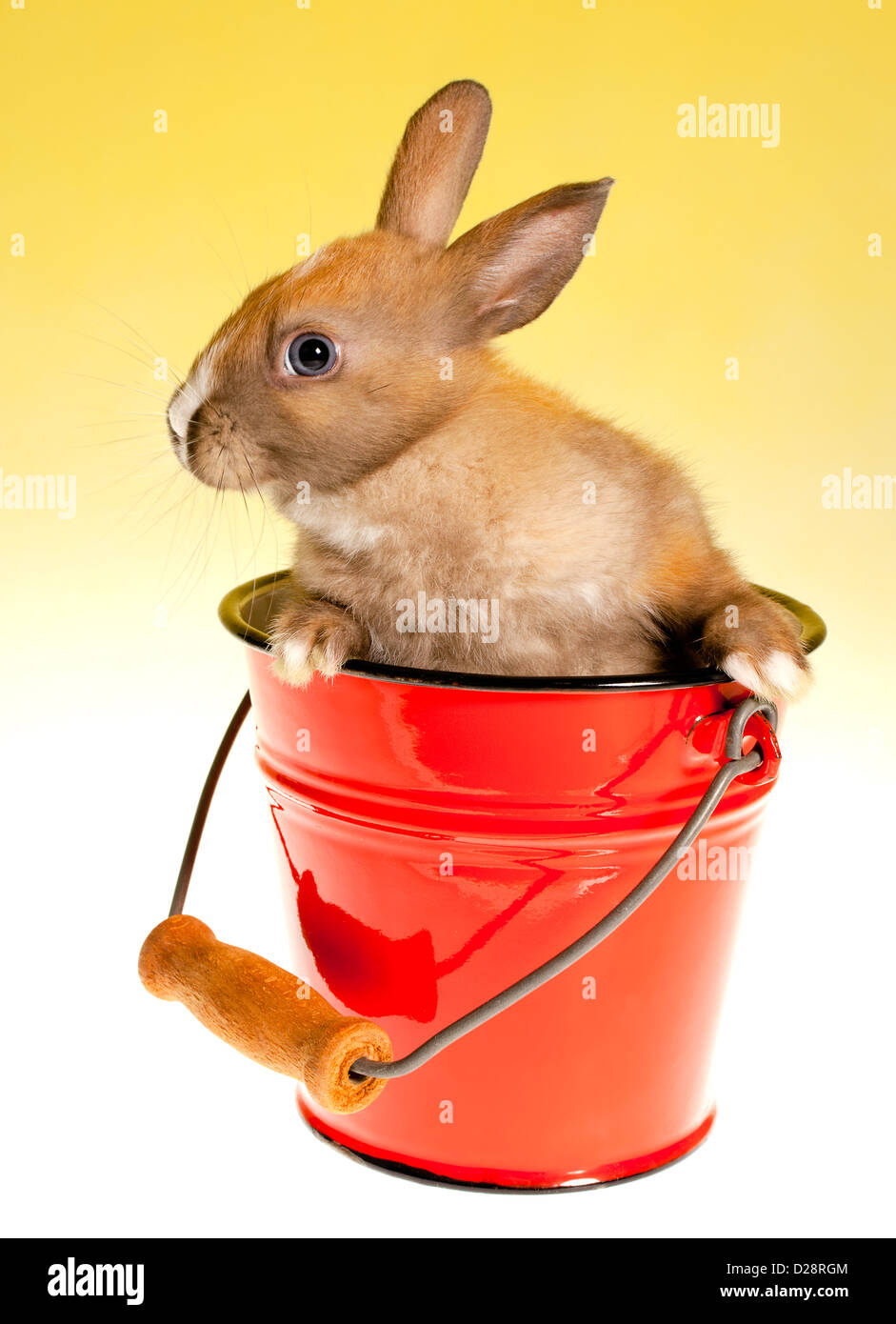 Cute red bunny sitting hi-res stock photography and images - Alamy