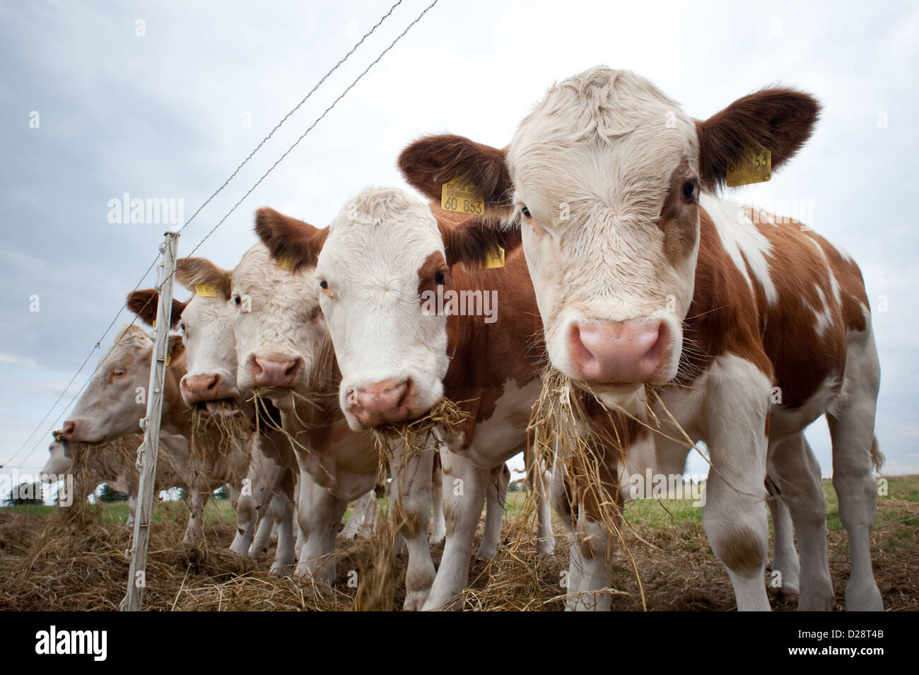 Demmin, Germany, cows on pasture Stock Photo - Alamy