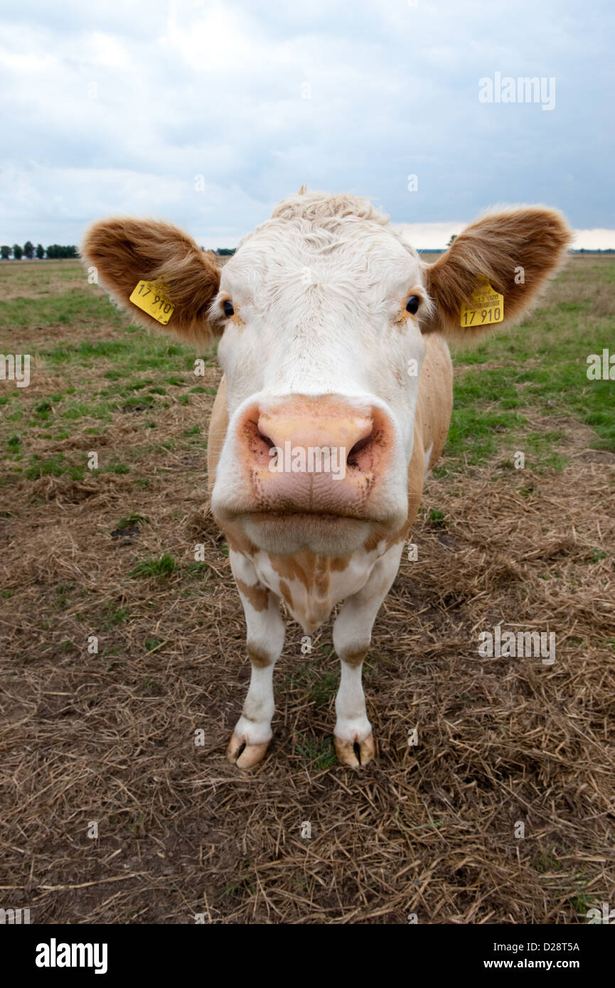 Demmin, Germany, the portrait of a cow Stock Photo - Alamy