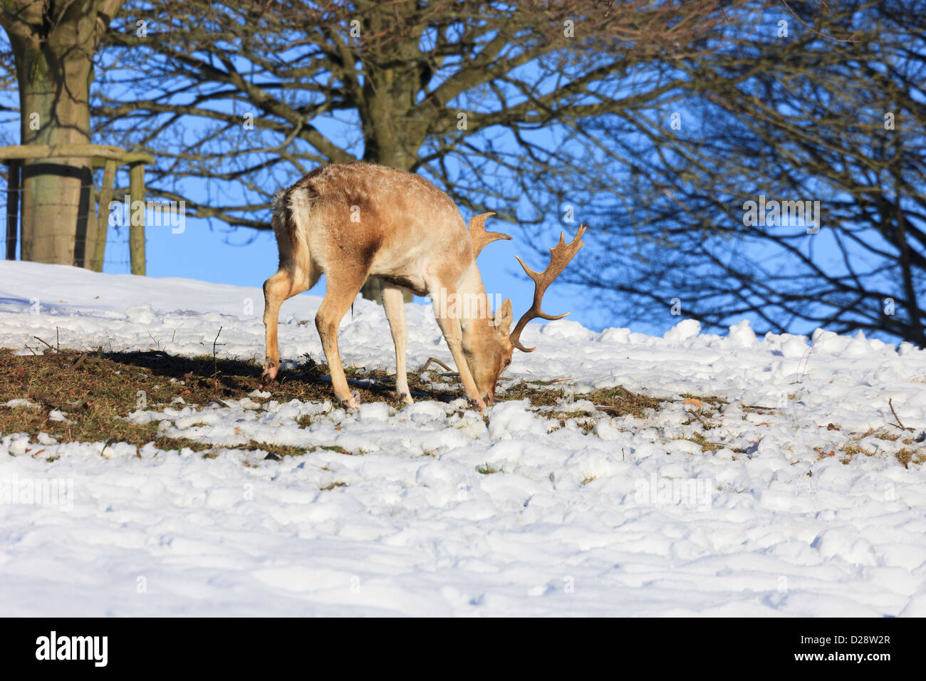 Mammals of britain hi-res stock photography and images - Alamy