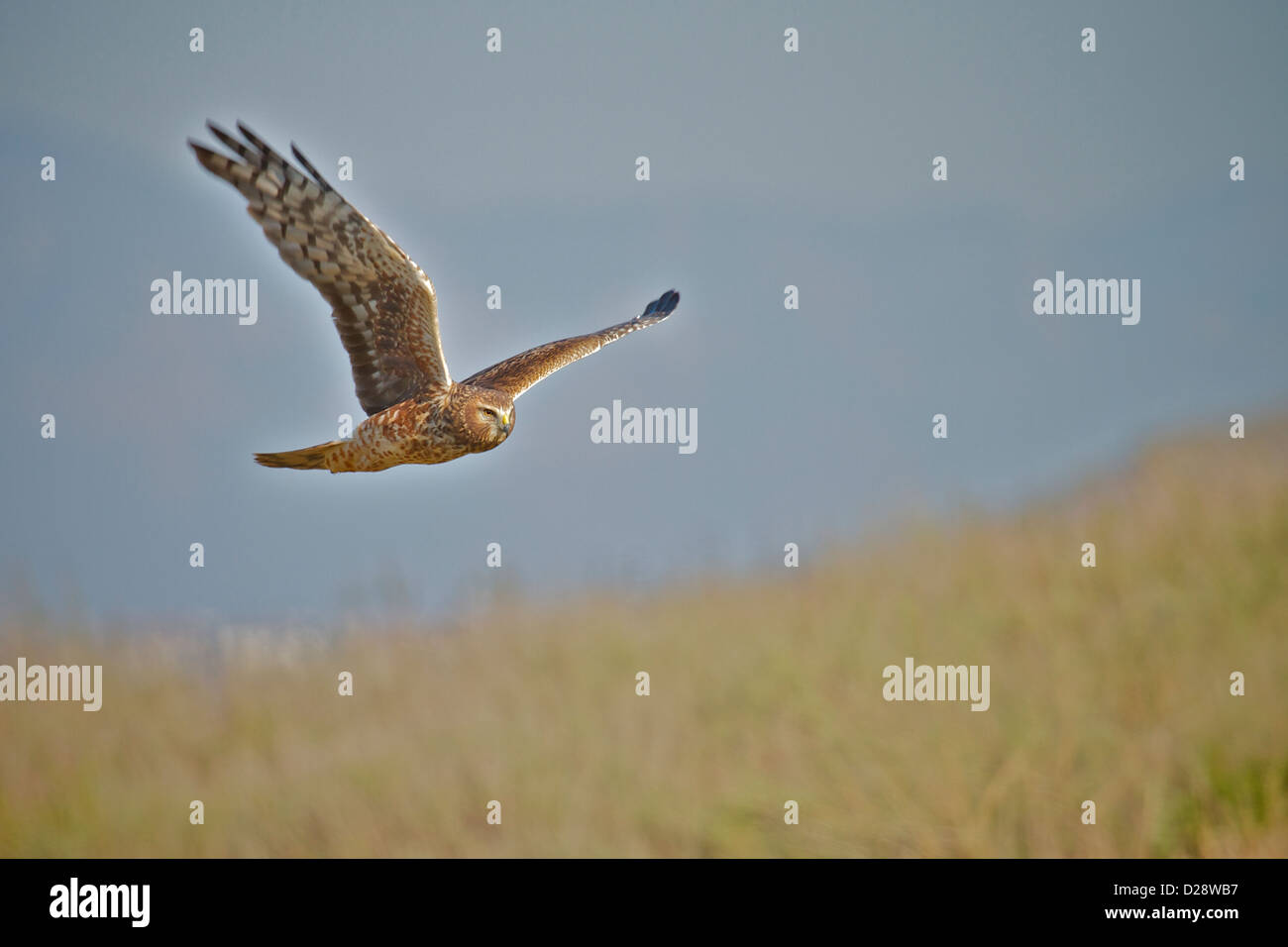 Female Northern Harrier in flight in over a meadow in California ...