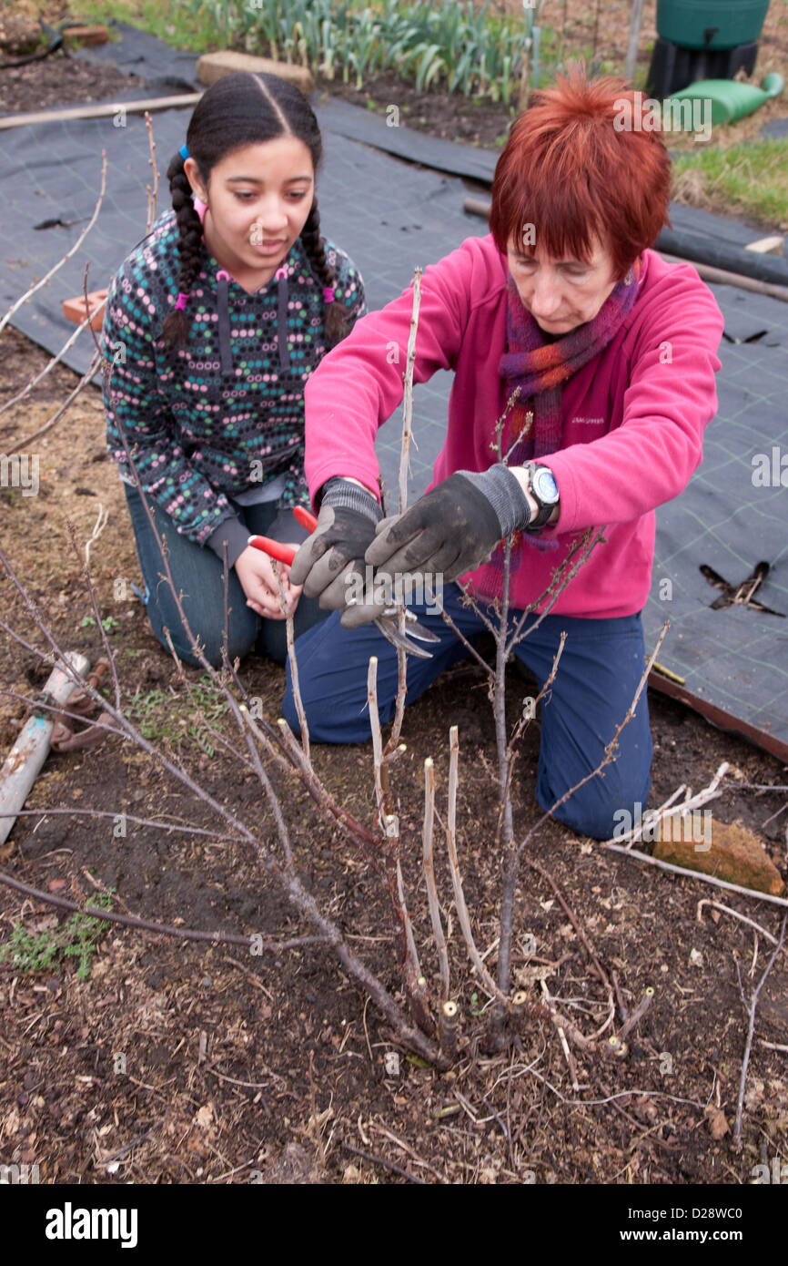 Prune fruit bush hi-res stock photography and images - Alamy