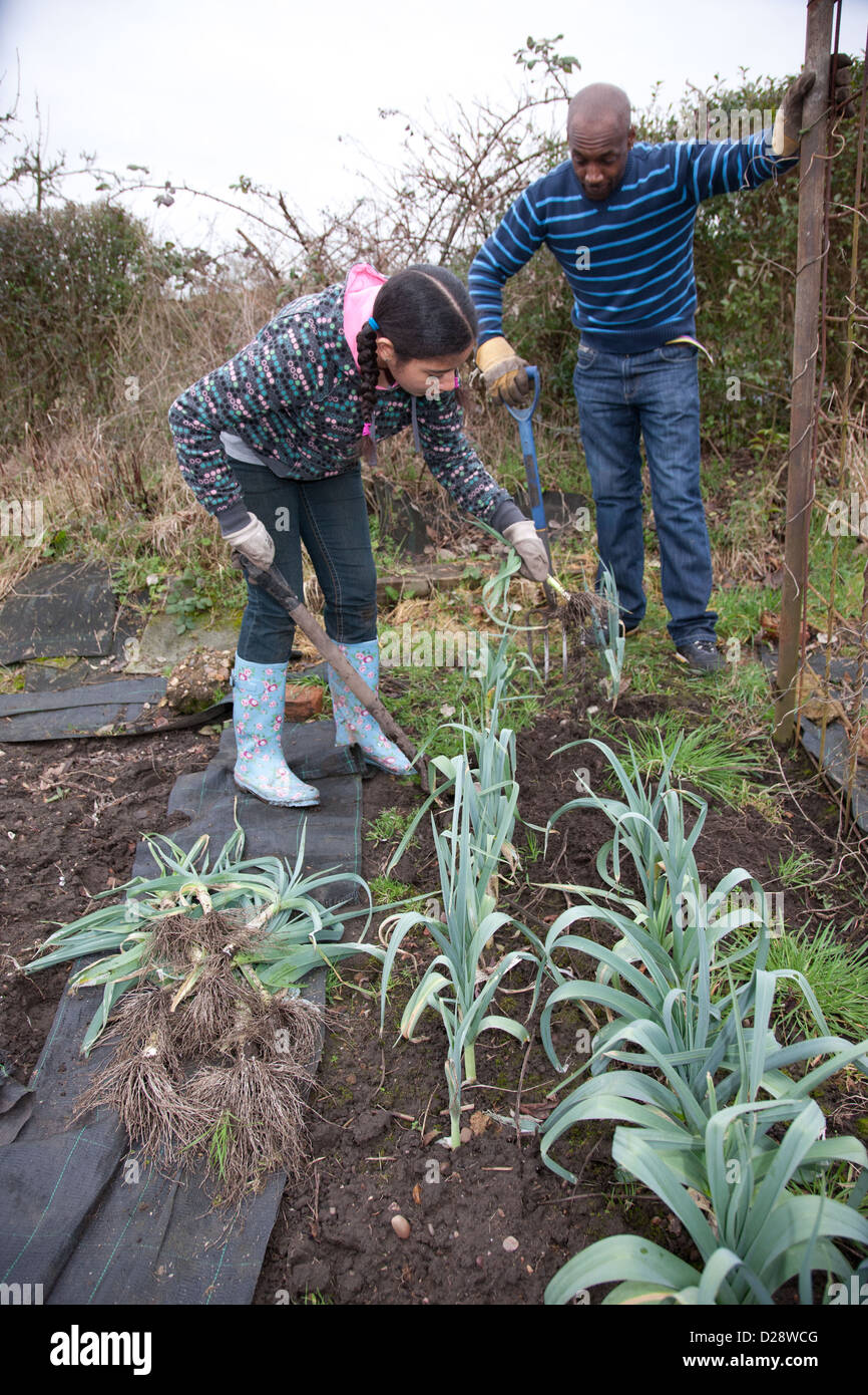 Man and girl digging leeks on an allotment Stock Photo - Alamy