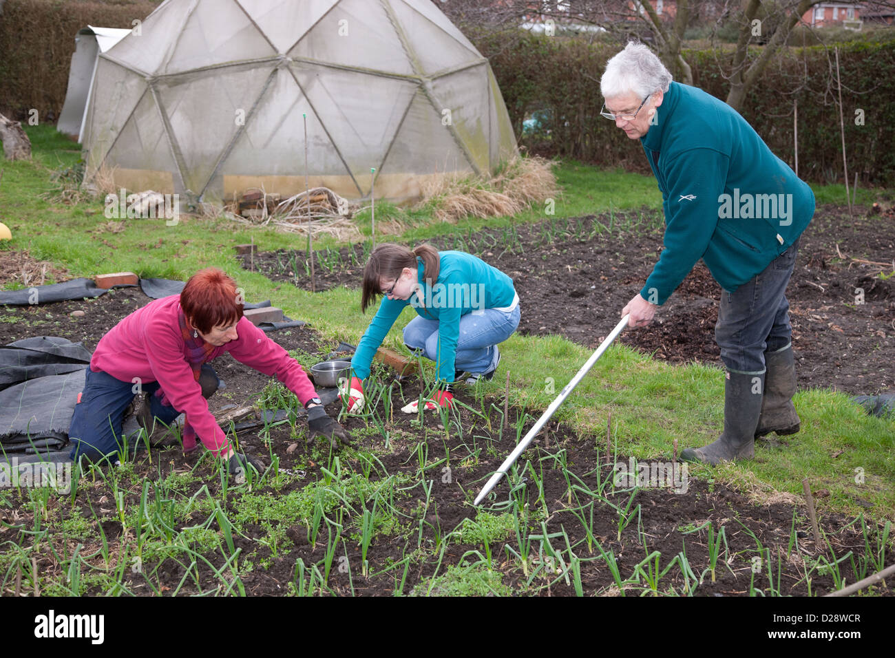 People weeding on an allotment Stock Photo - Alamy