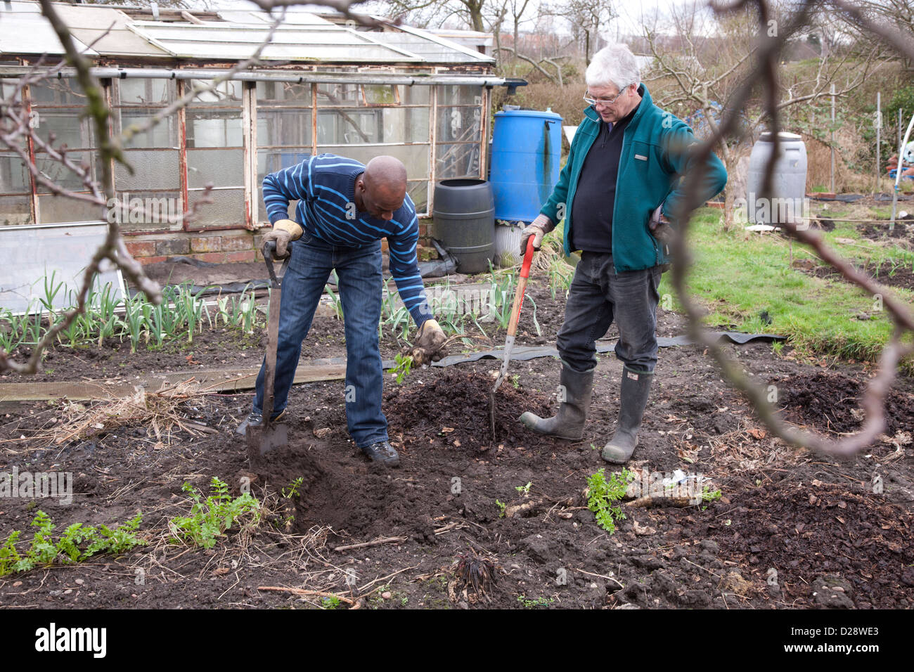 Men digging out parsnips on an allotment Stock Photo - Alamy