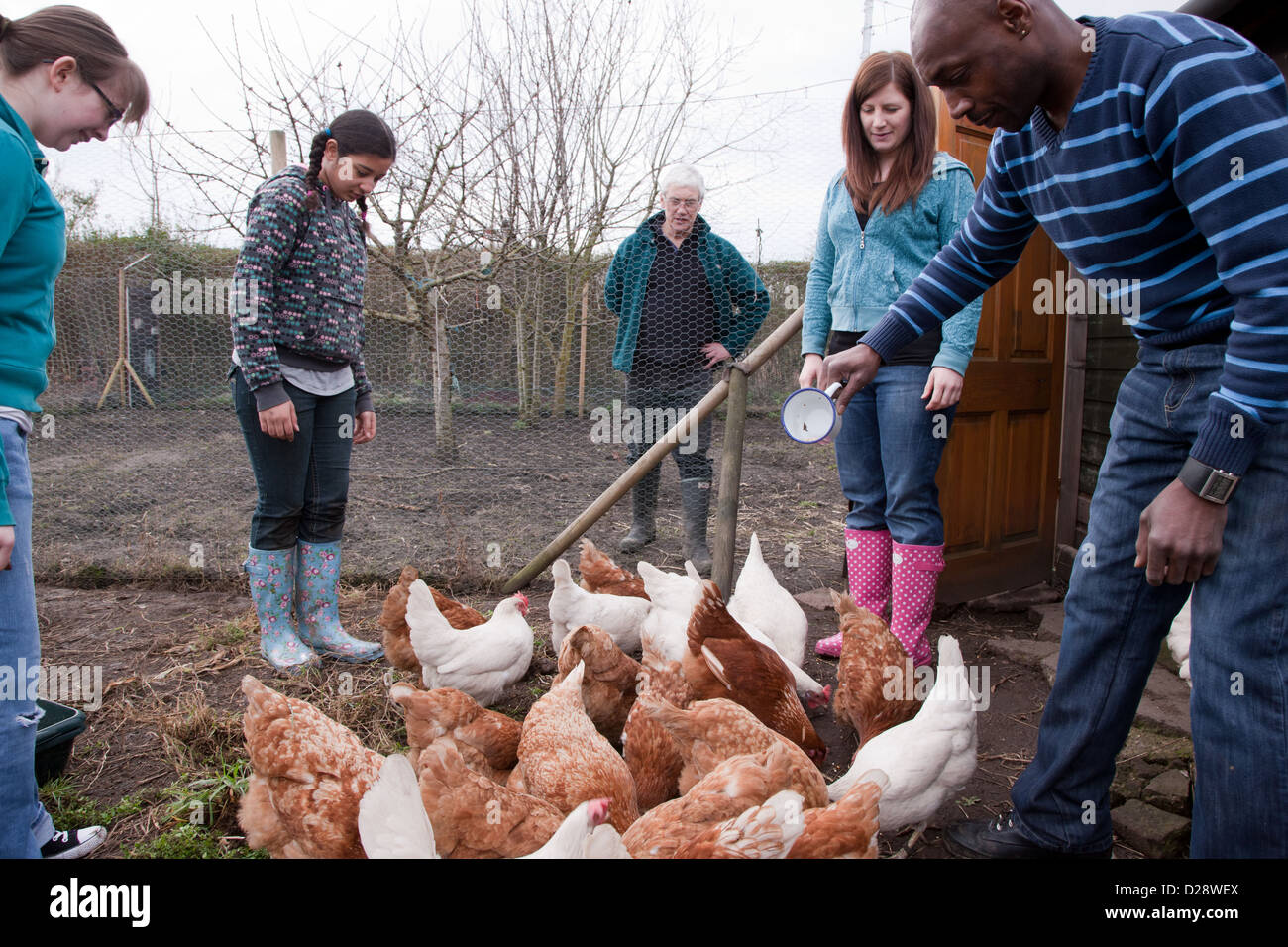 Battery chickens hi-res stock photography and images - Alamy