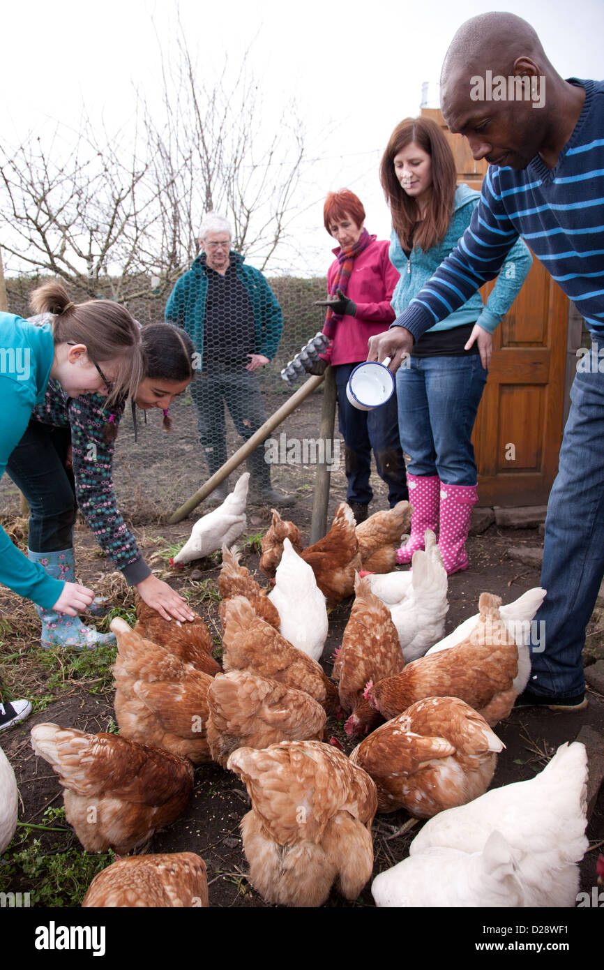 Battery chickens hi-res stock photography and images - Alamy