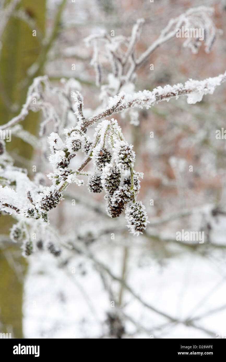 Tree with berries covered in snow portrait Stock Photo - Alamy