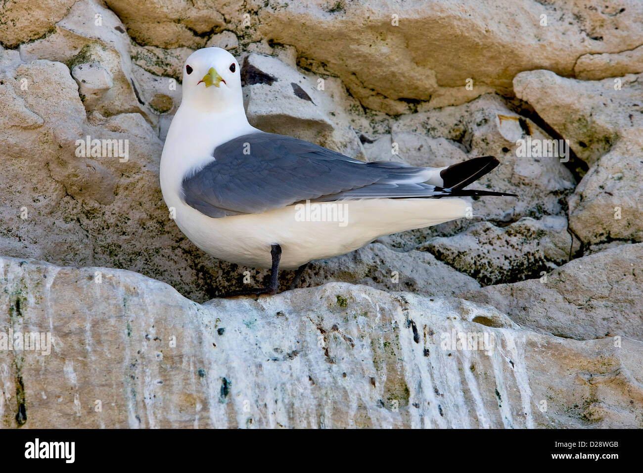 One Black legged Kittiwake Stock Photo - Alamy