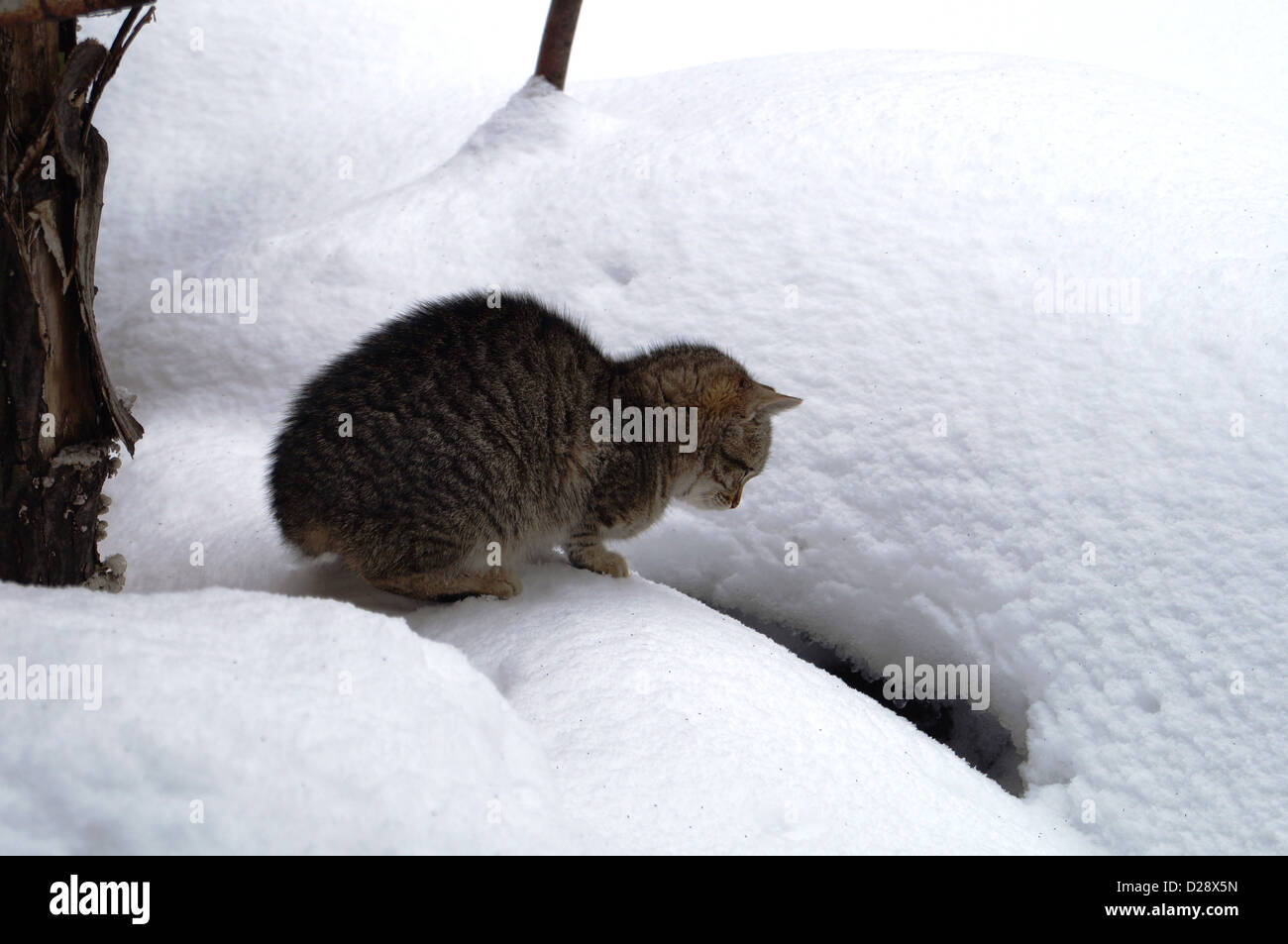 Cat is hunting hi-res stock photography and images - Alamy