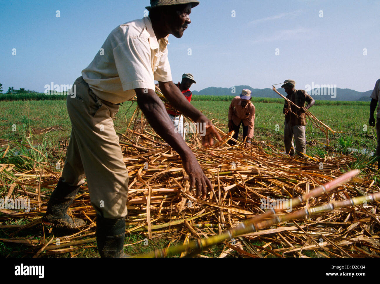 Jamaica. Canefield Workers Stock Photo - Alamy