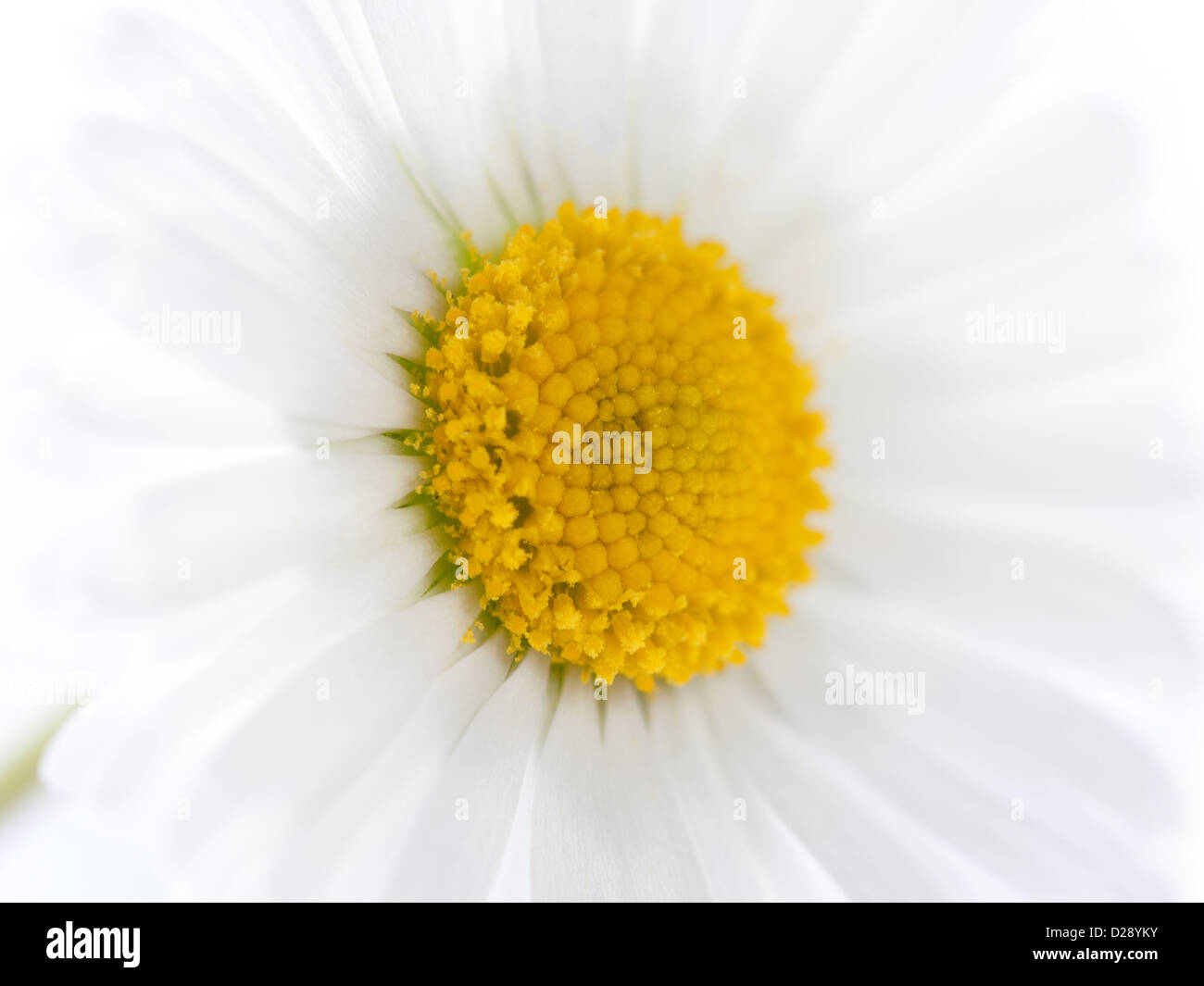 Daisy flower isolated on a white background Stock Photo - Alamy
