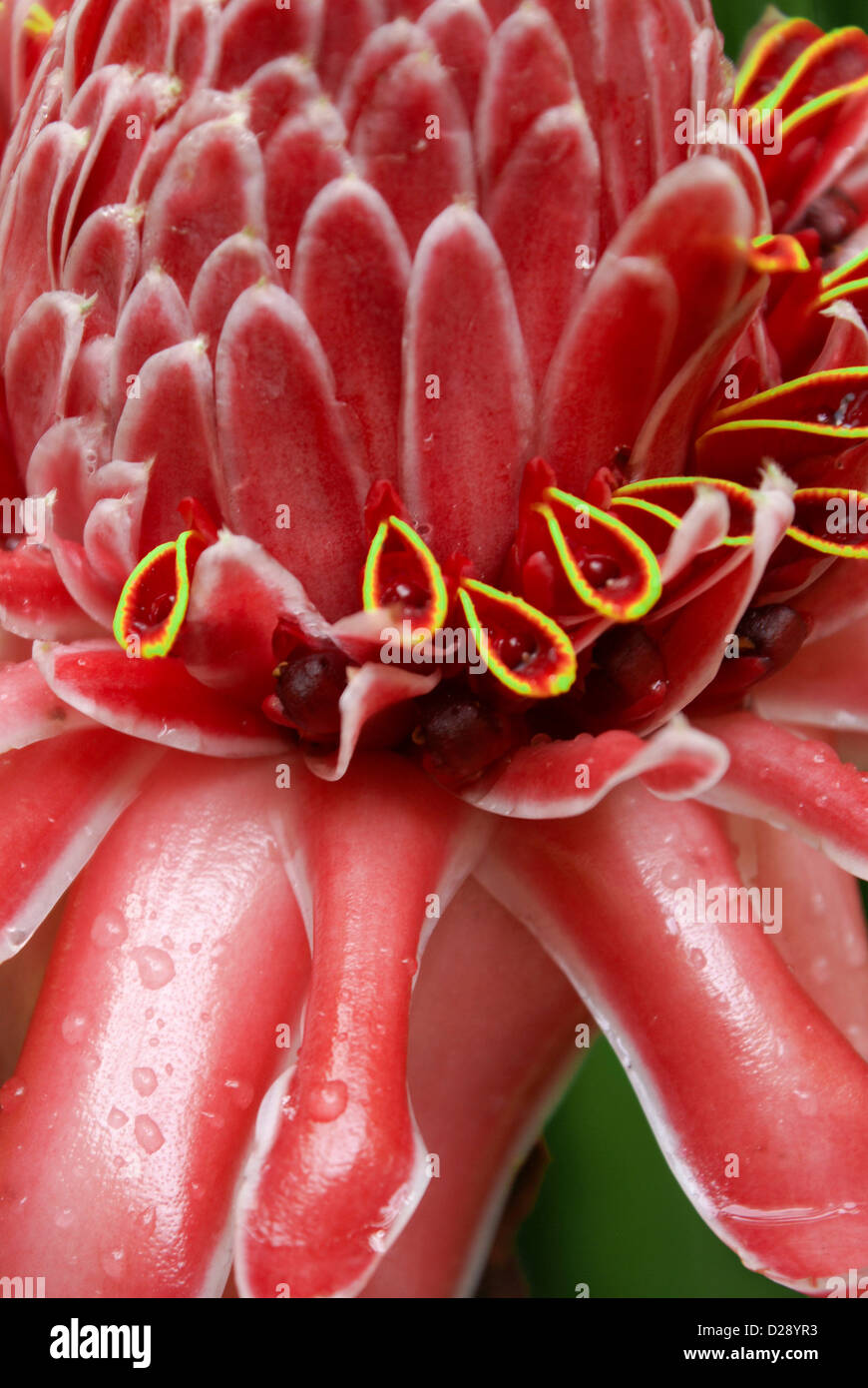 Red torch hi-res stock photography and images - Alamy