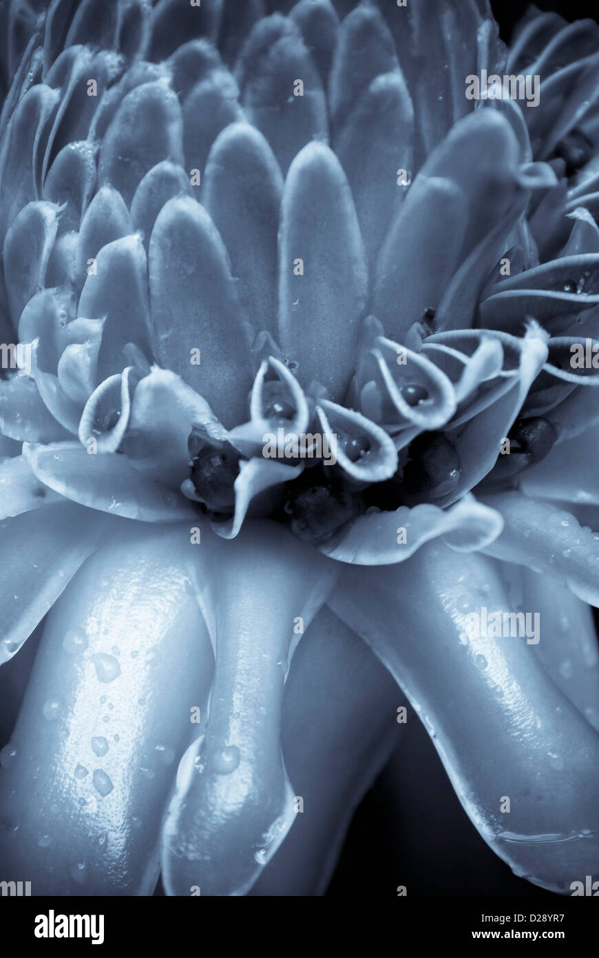 Red torch hi-res stock photography and images - Alamy