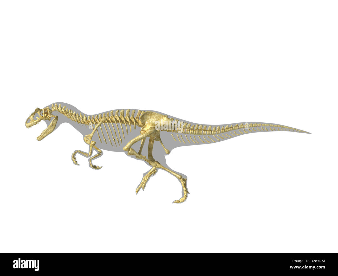 Allosaurus (Allosaurus Fragilis) Dimensions Drawings, 60% OFF