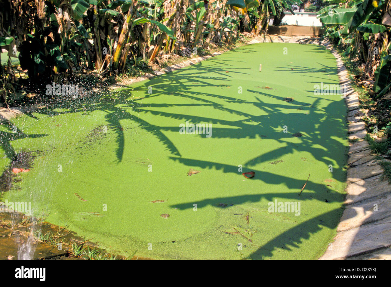 Cuba. Algae Pond Stock Photo - Alamy
