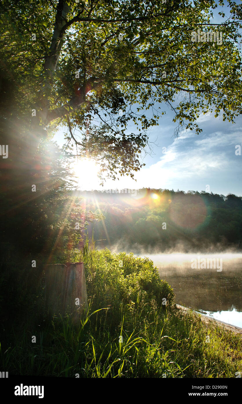 Arbres verdure hi-res stock photography and images - Alamy