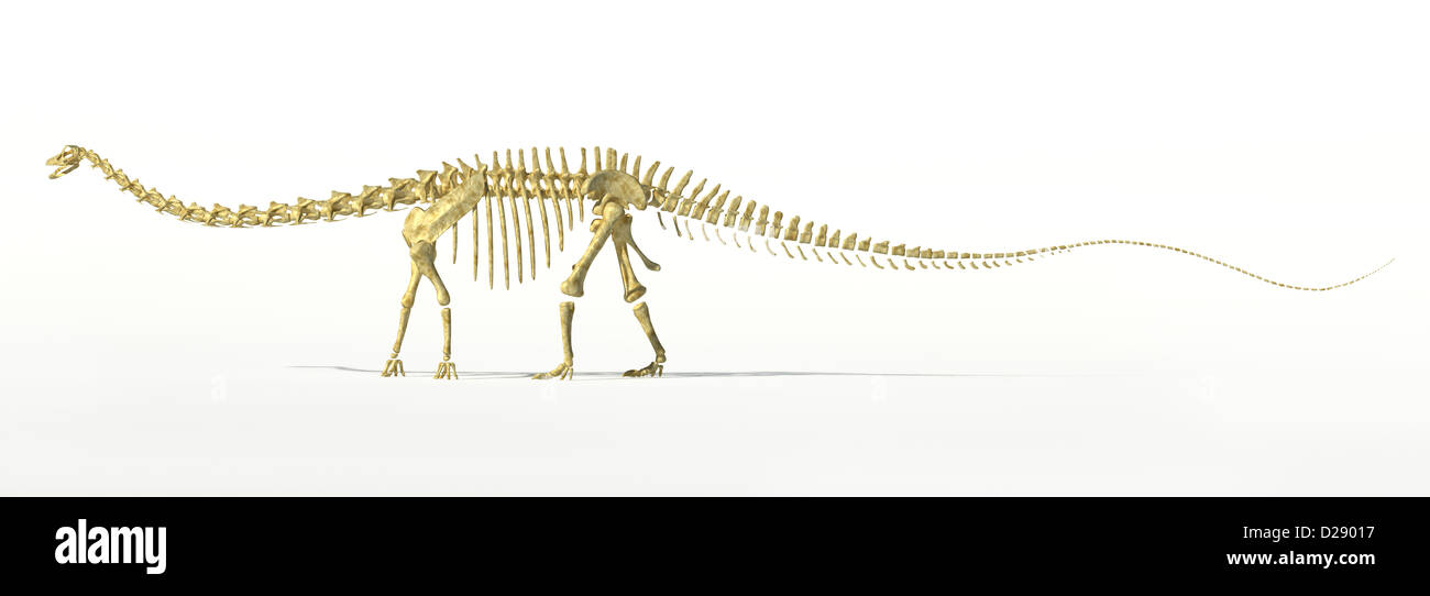 Diplodocus dinosaur full skeleton photo-realistc rendering ...