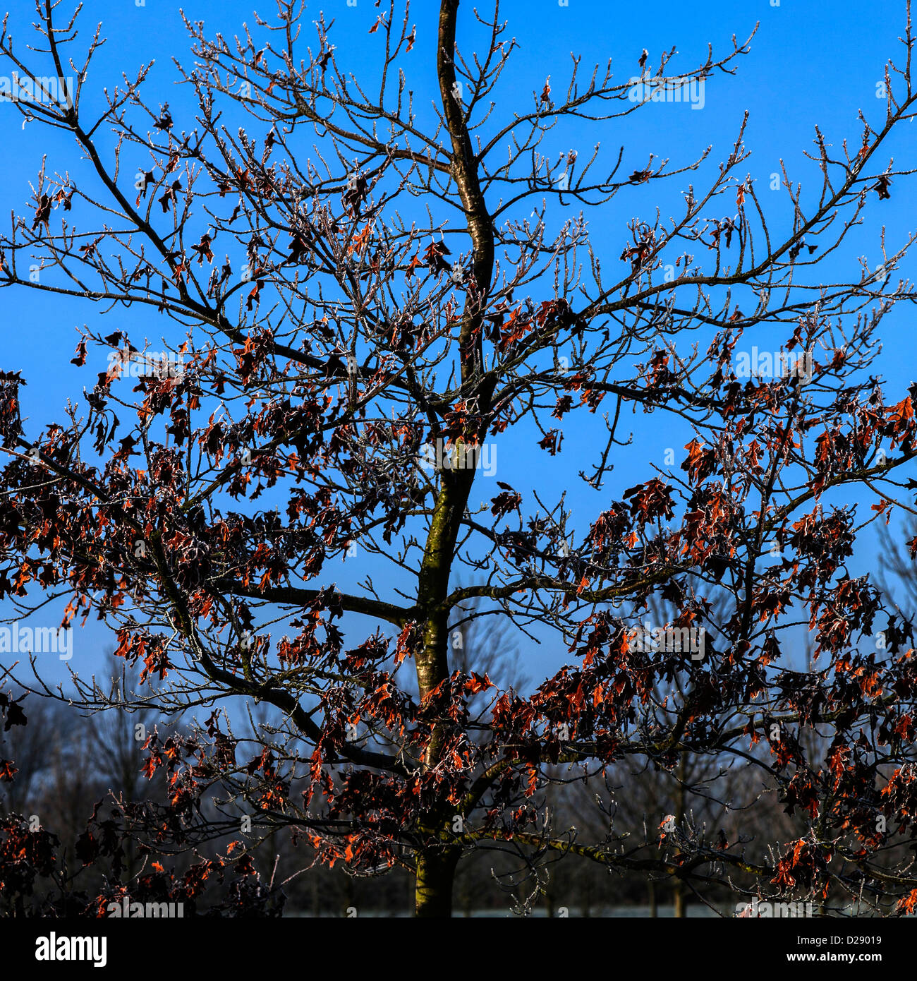Almost Bare Leafed Beech Tree at RHS Hyde Hall Gardens Stock Photo - Alamy