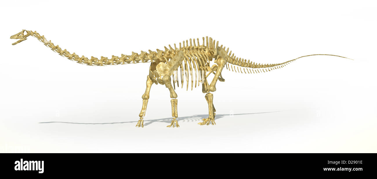 Diplodocus dinosaur full skeleton photo-realistc rendering ...