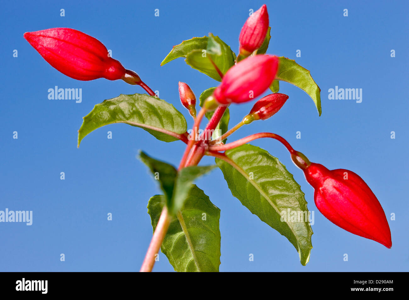 Red fuchsia flowers Stock Photo - Alamy