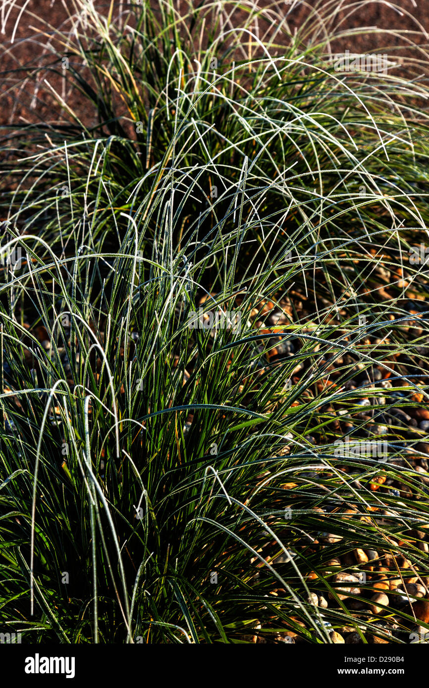 Perennial Grasses Covered with Frost at RHS Hyde Hall gardens Stock ...