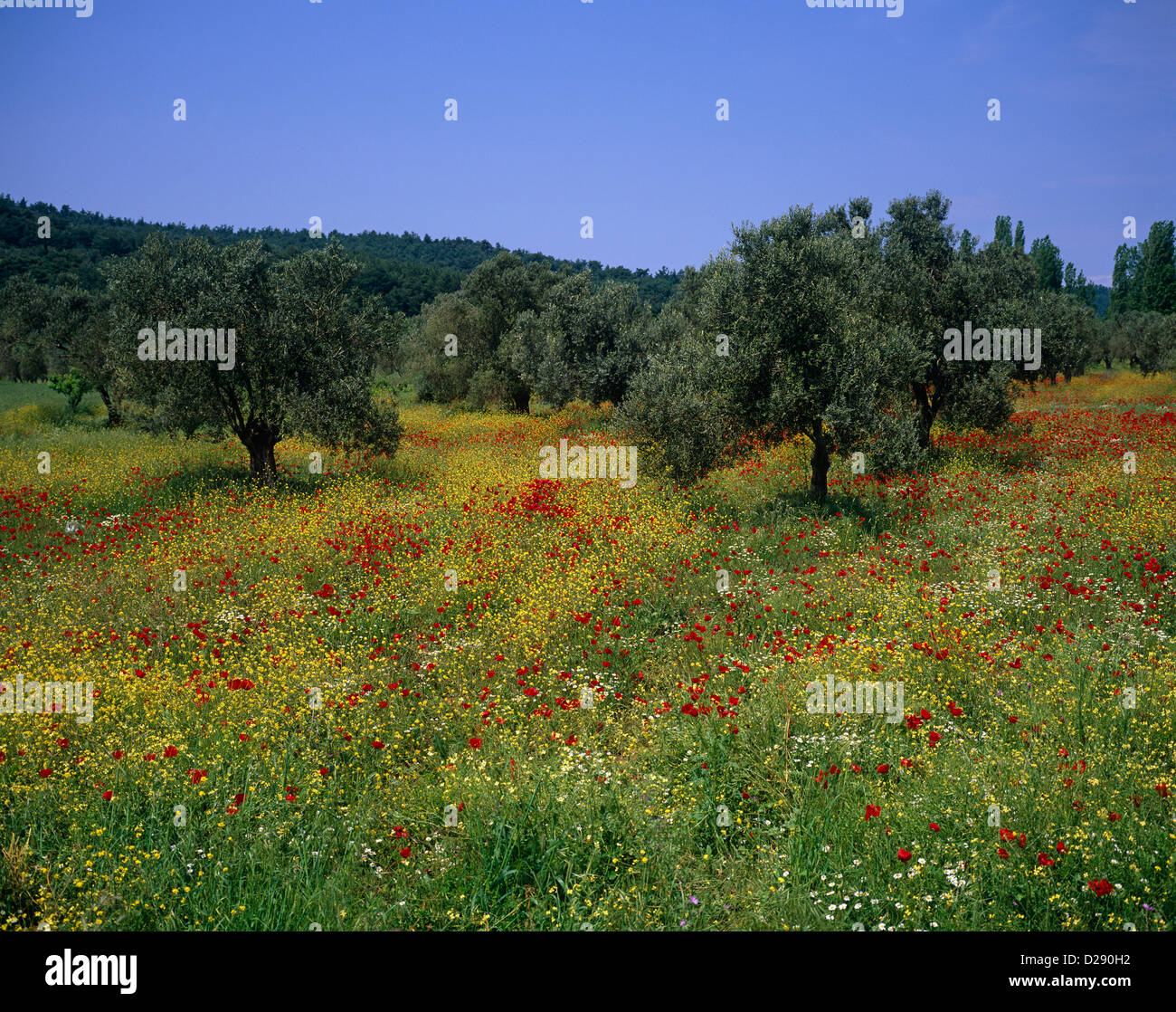 Olive trees, Gallipoli, Turkey Stock Photo - Alamy