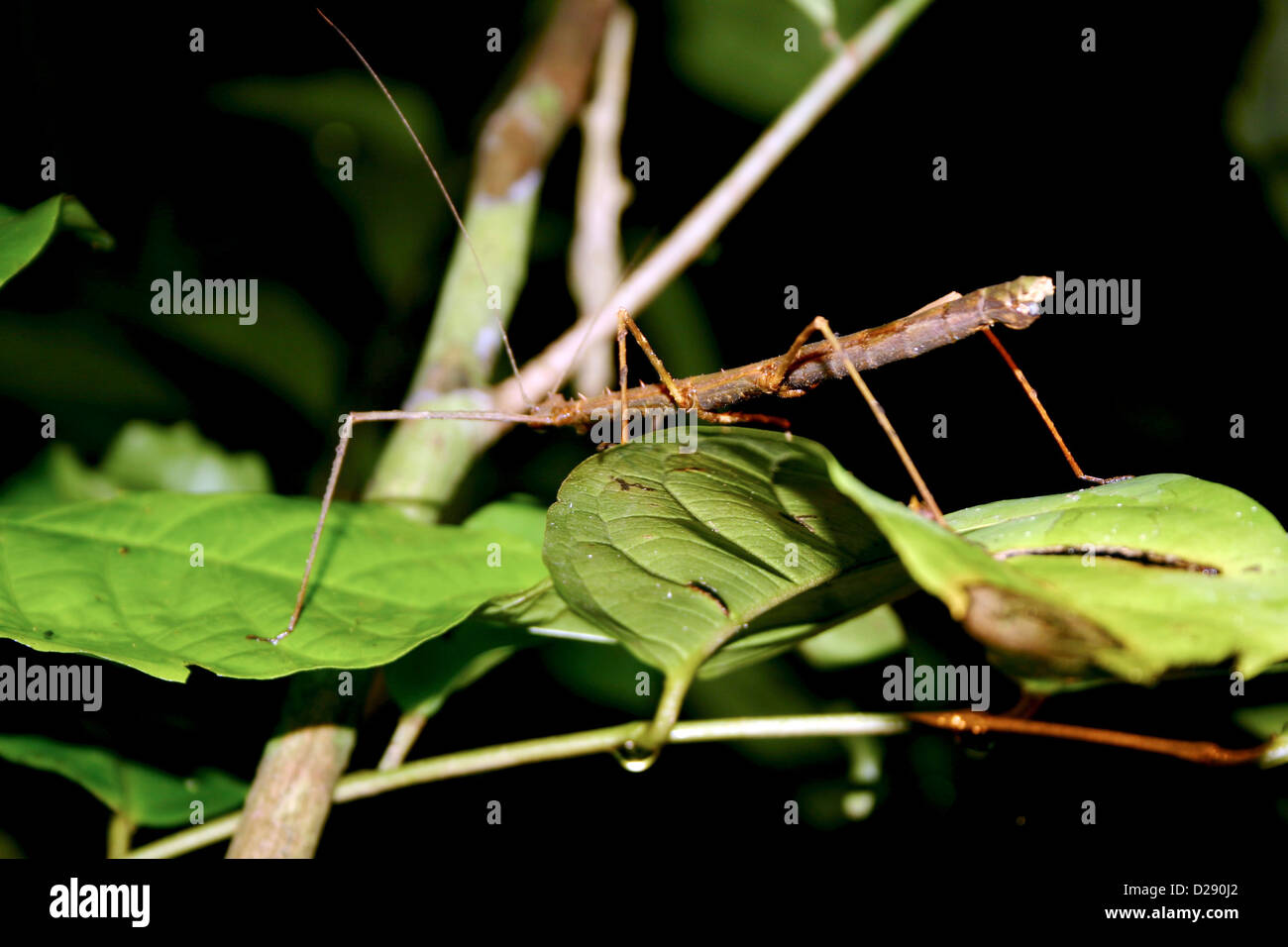 Ecuador Stick Insect High Resolution Stock Photography and Images - Alamy