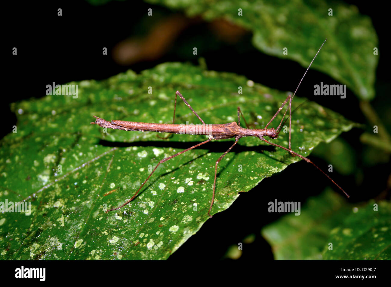 Ecuador Stick Insect High Resolution Stock Photography and Images - Alamy