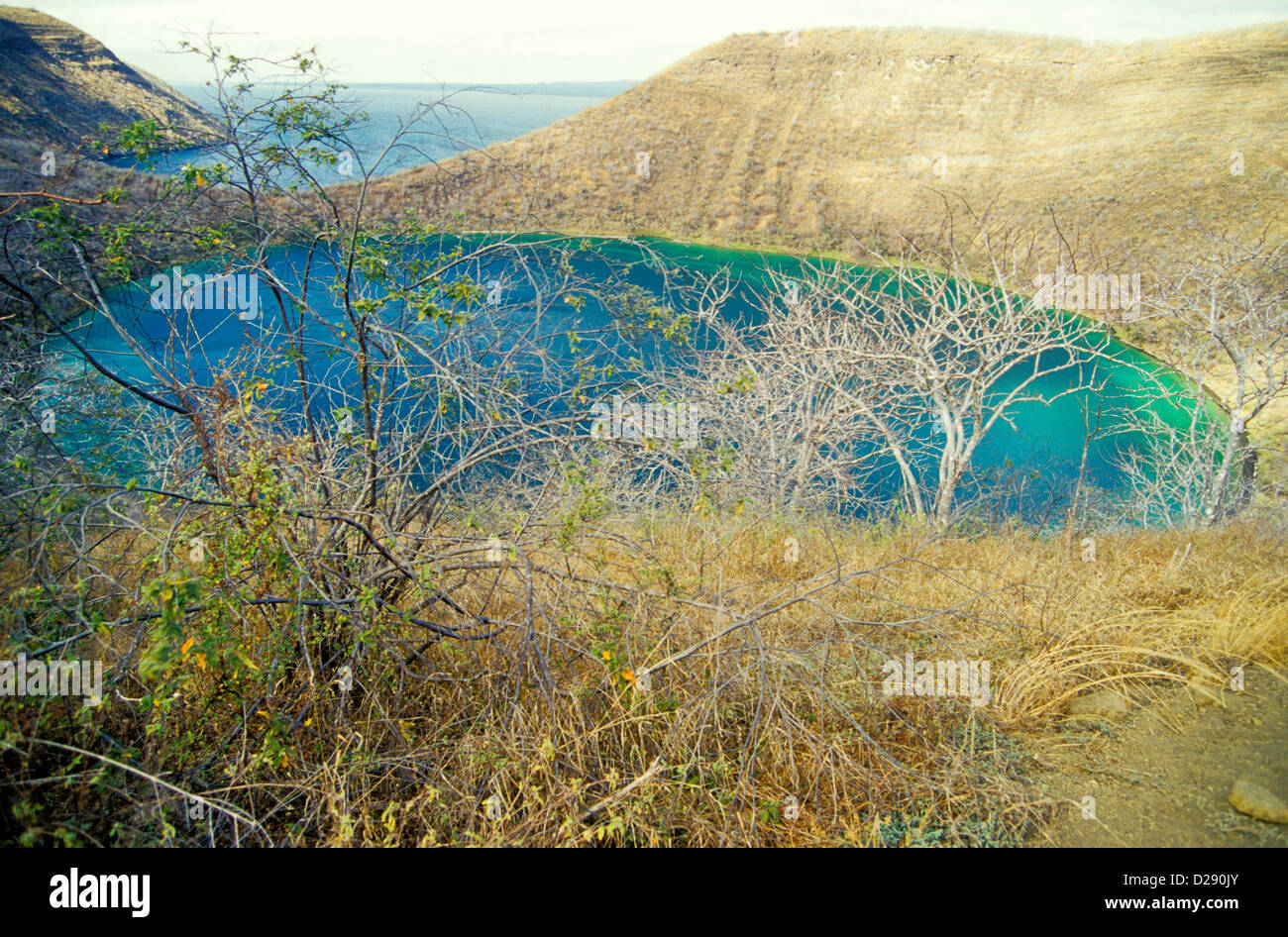 Galapagos Islands. Isabela Island. Darwin Lake Stock Photo - Alamy