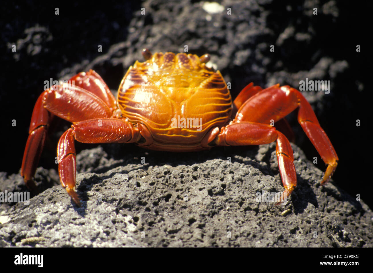 Galapagos Islands. Sally Lightfoot Crab Stock Photo - Alamy